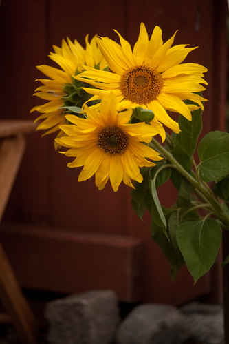 Gratis bilder på solros - Blommor