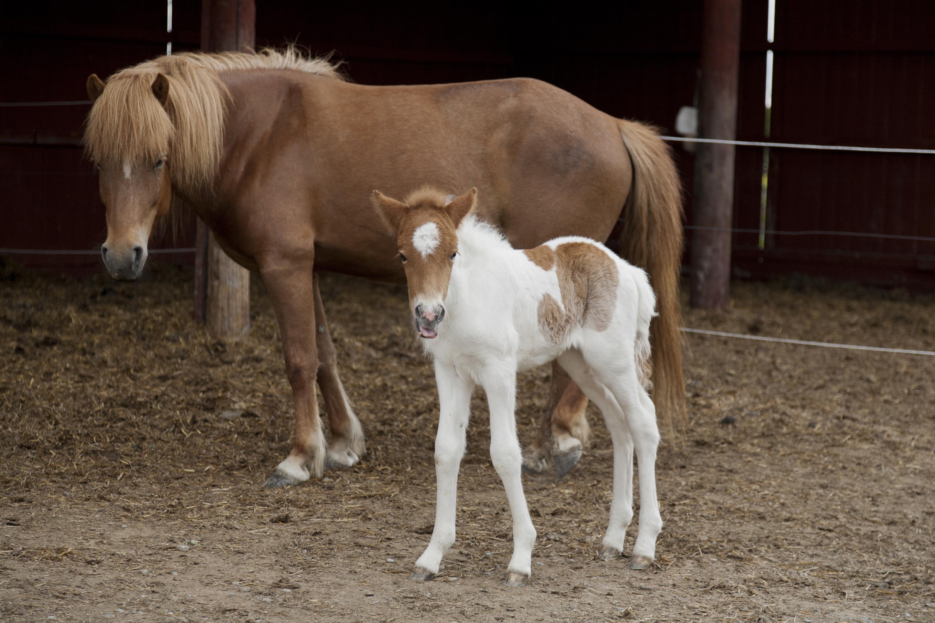 Gratis bilder på föl - Hästar