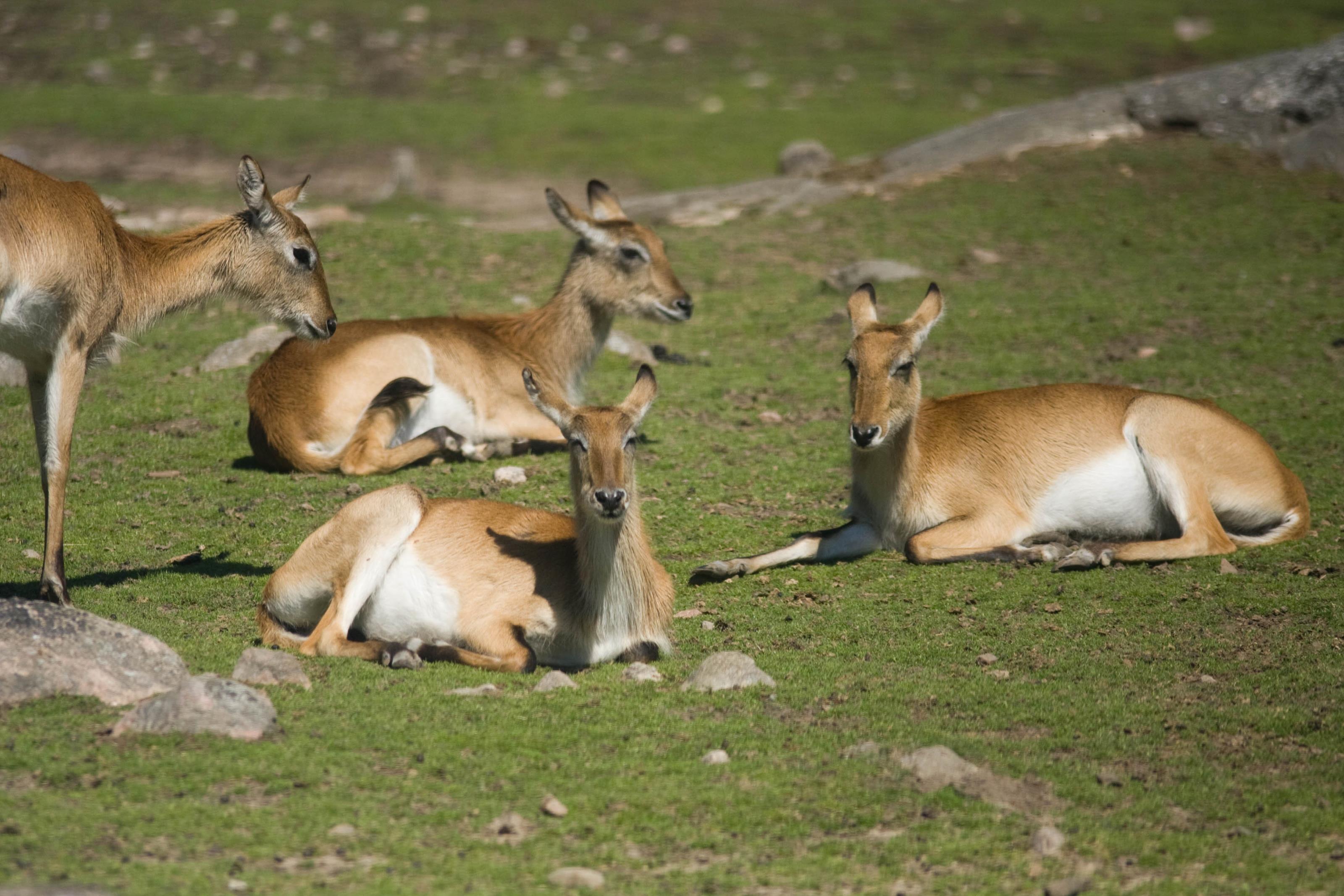 Gratis bilder på djur - Övriga