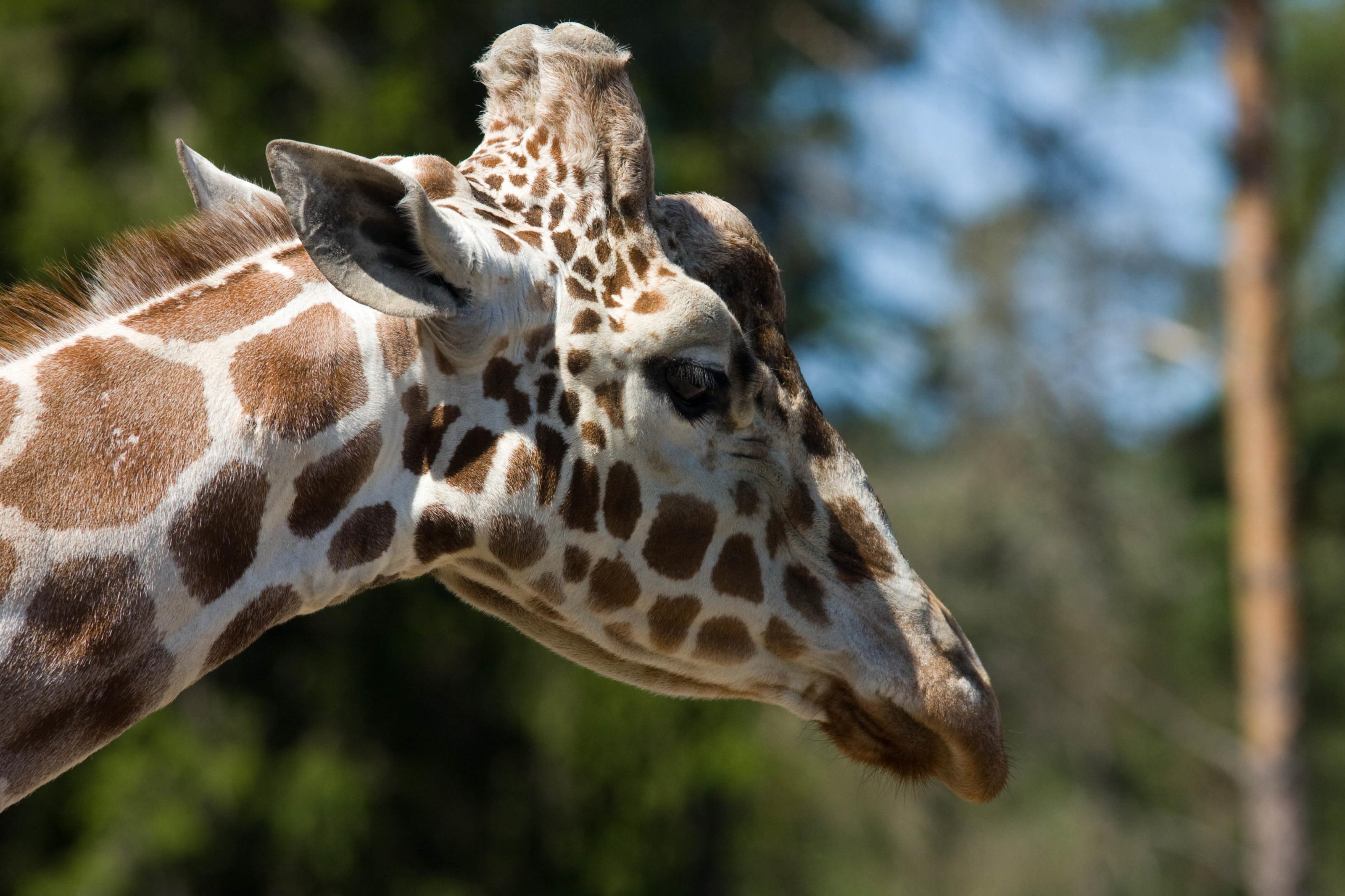 Gratis bilder på djur - Övriga