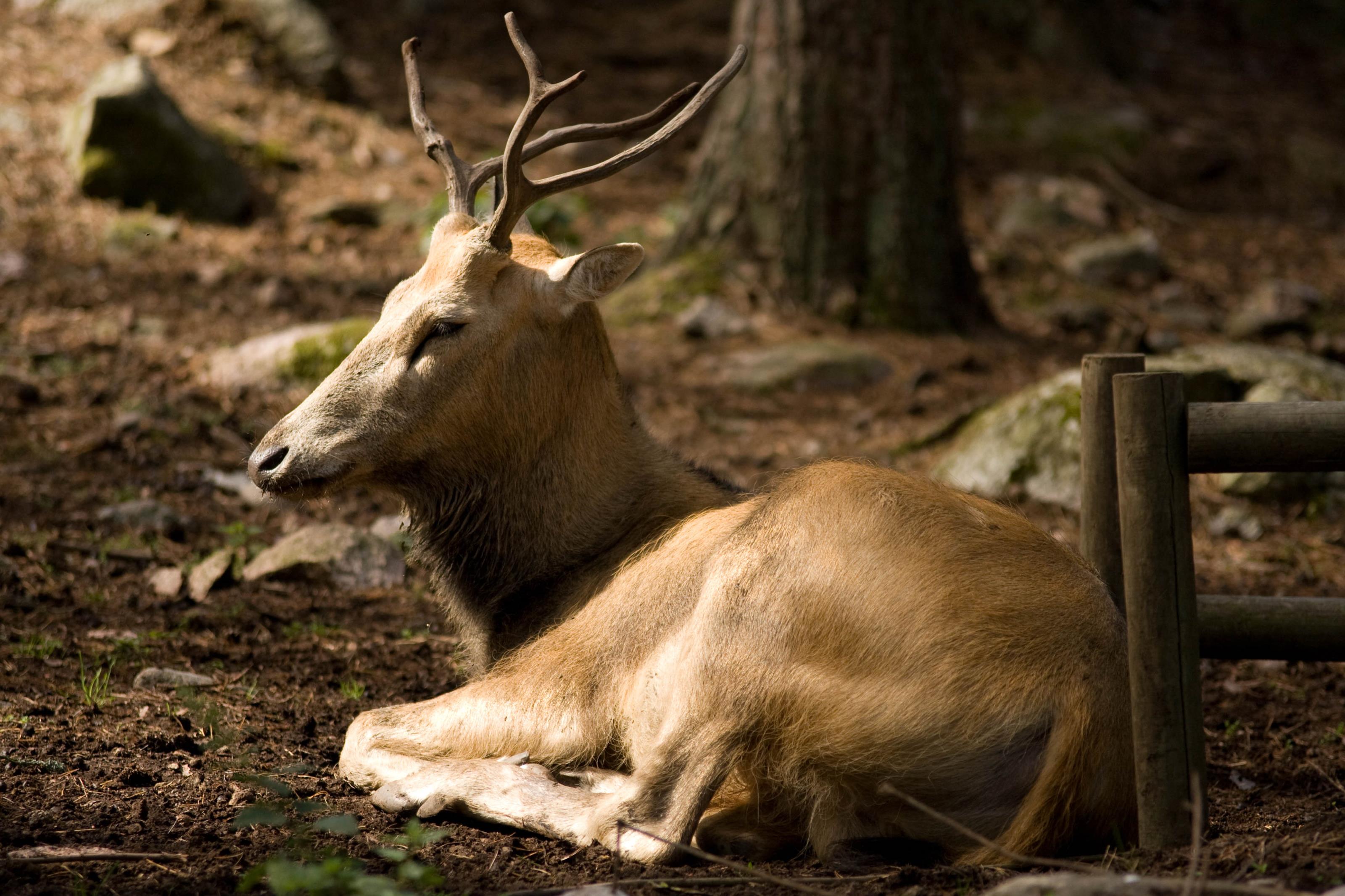 Gratis bilder på djur - Övriga