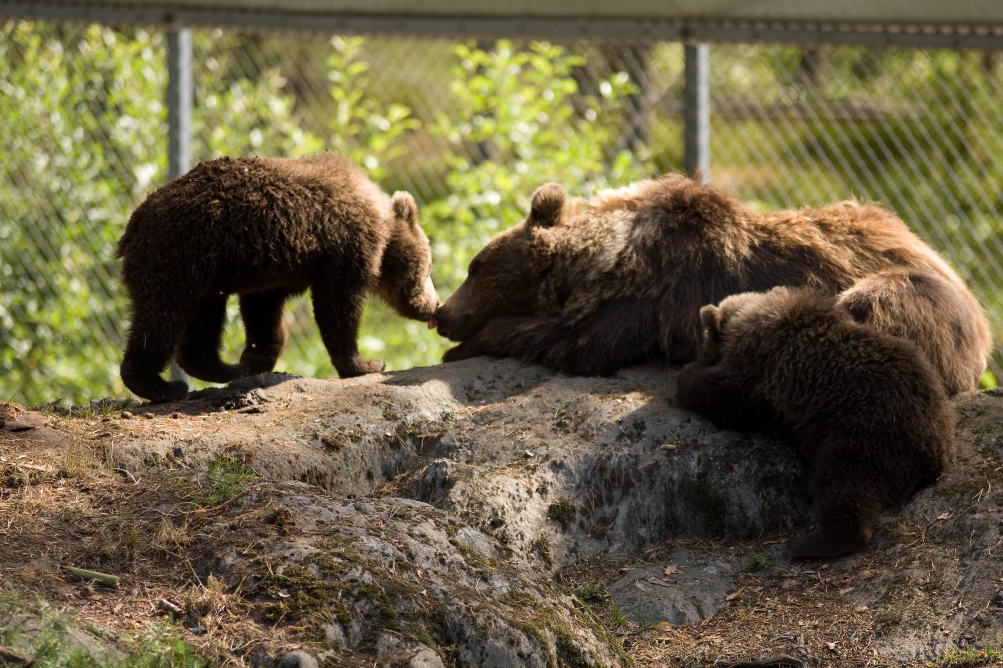 Gratis bilder på djur - Övriga