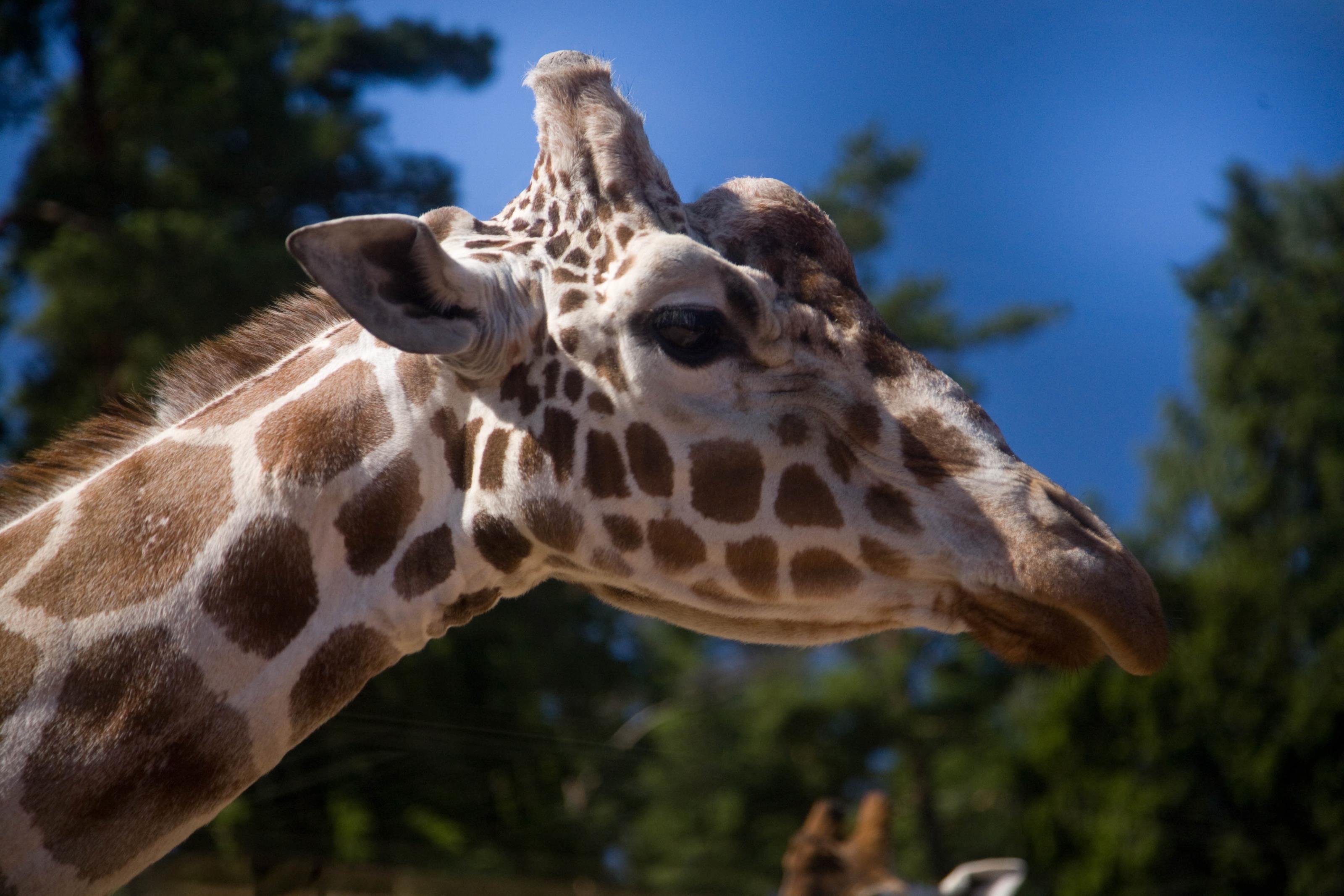 Gratis bilder på djur - Övriga