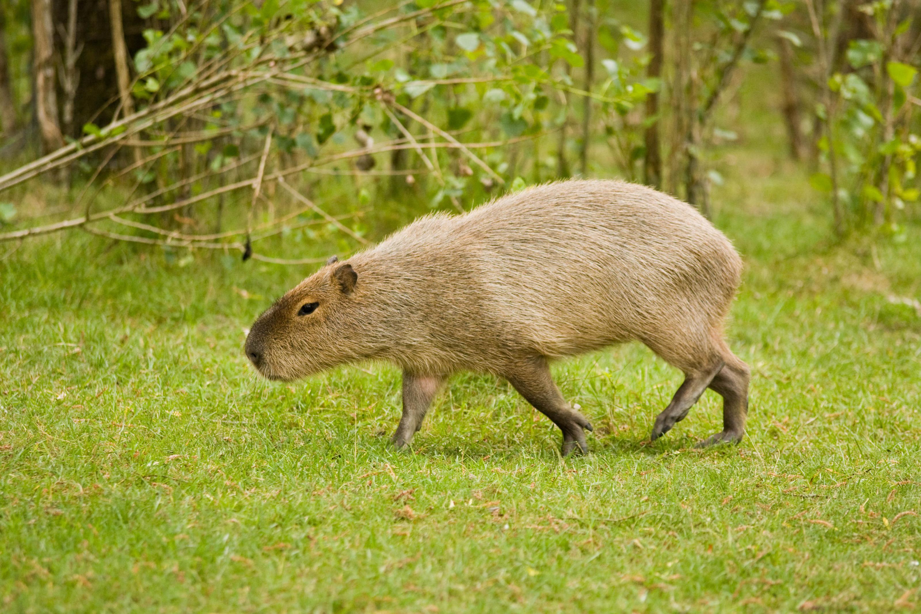 Gratis bilder på djur - Exotiska