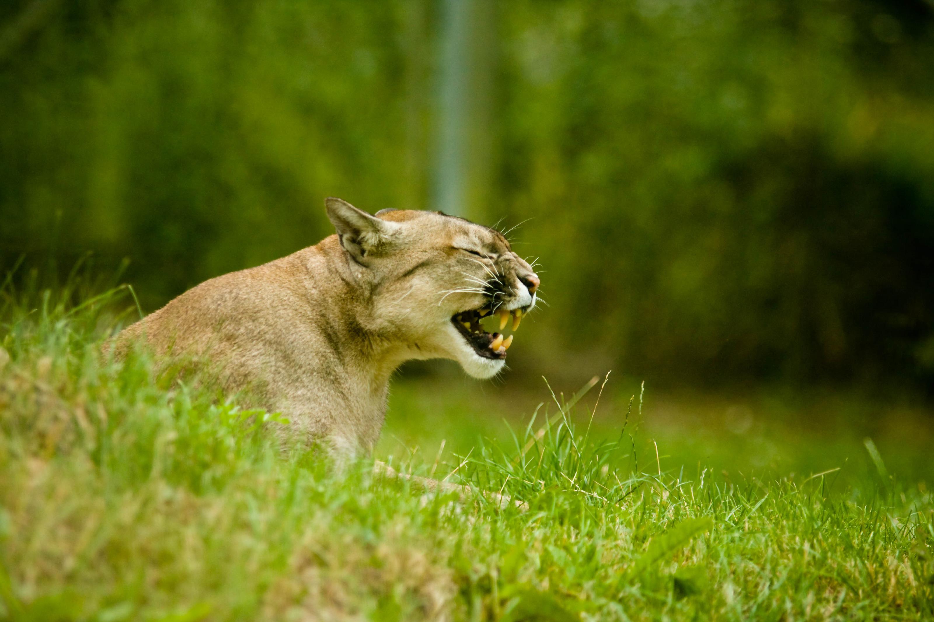 Gratis bilder på djur - Exotiska