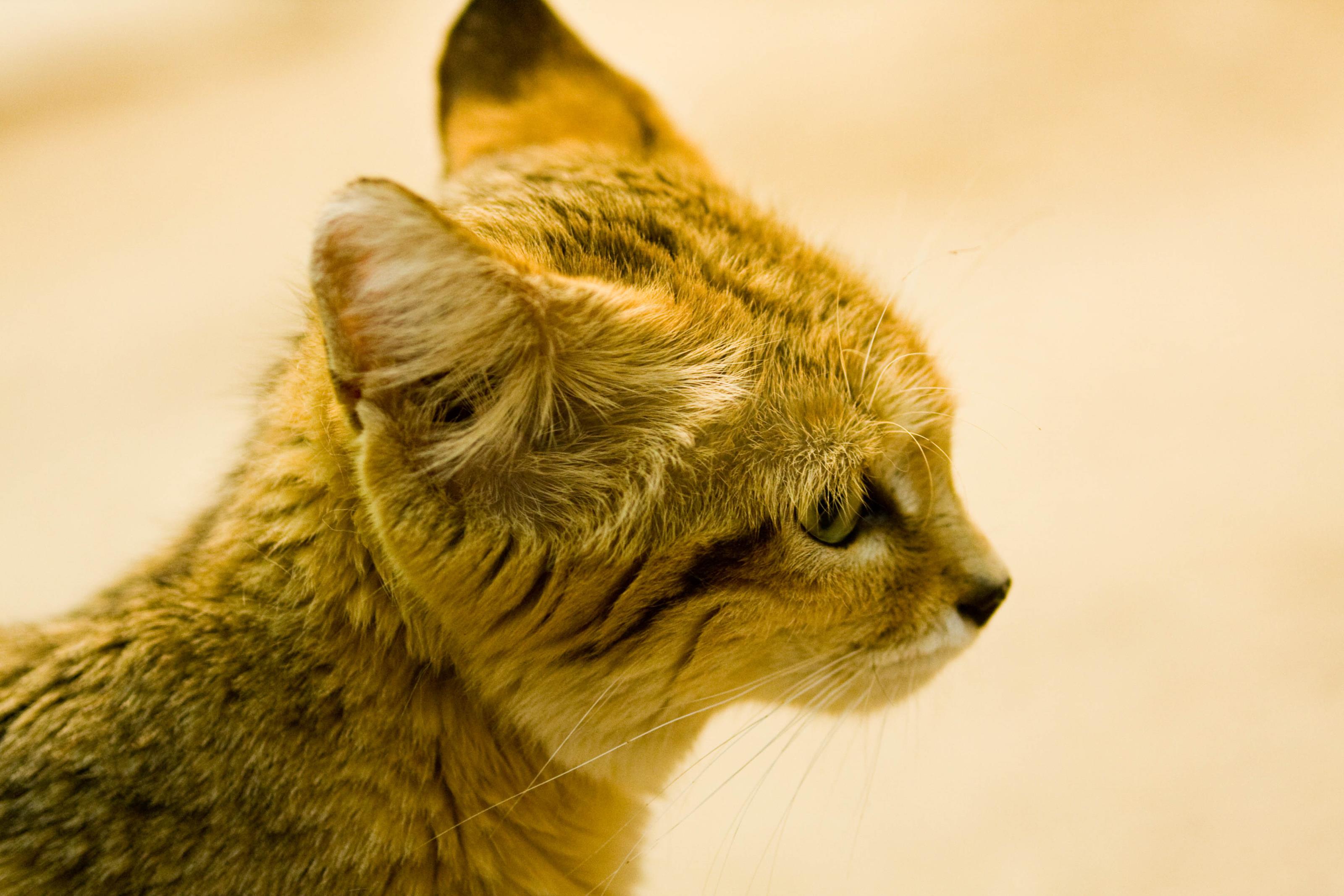 Gratis bilder på djur - Exotiska