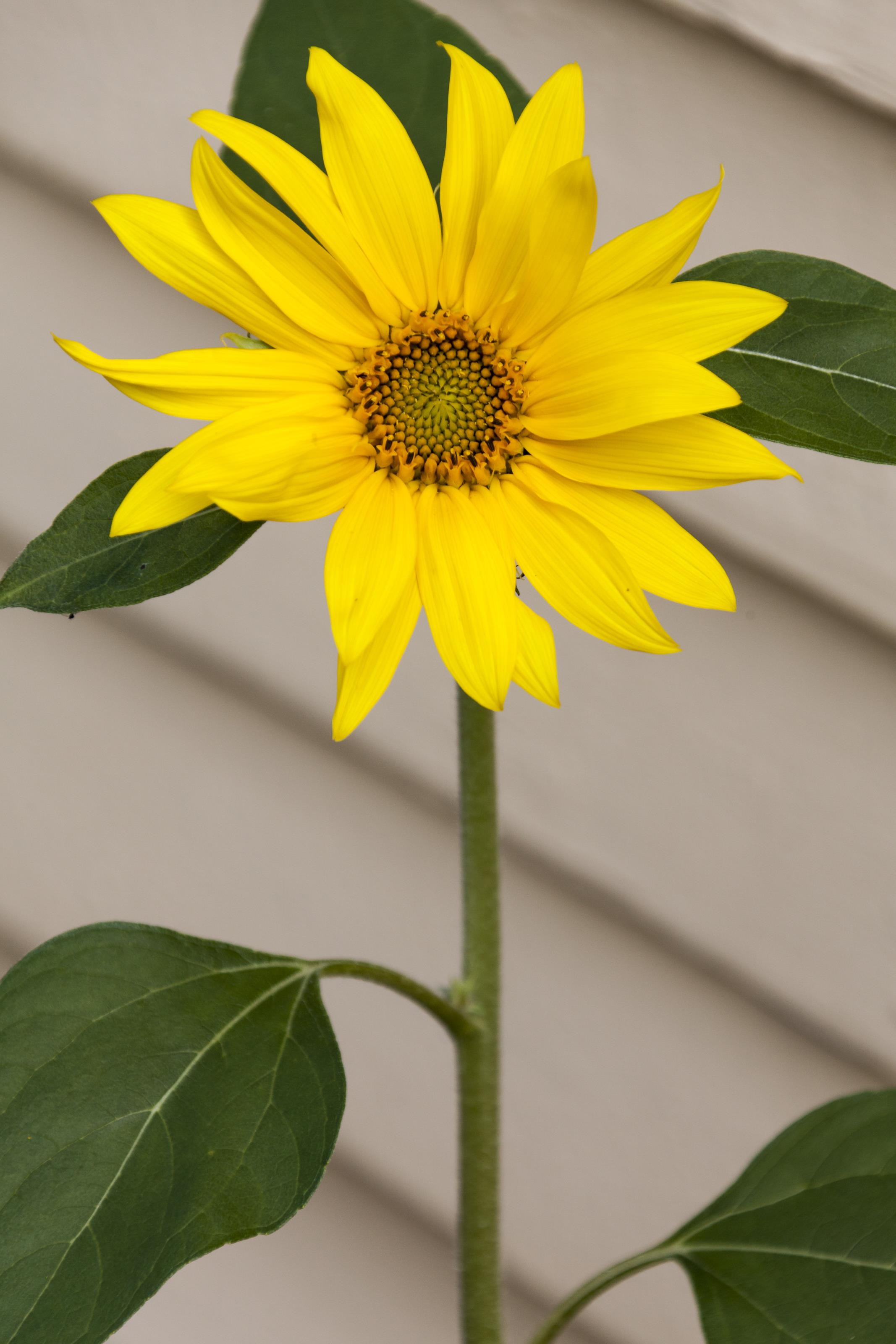 Gratis bilder på solros - Blommor