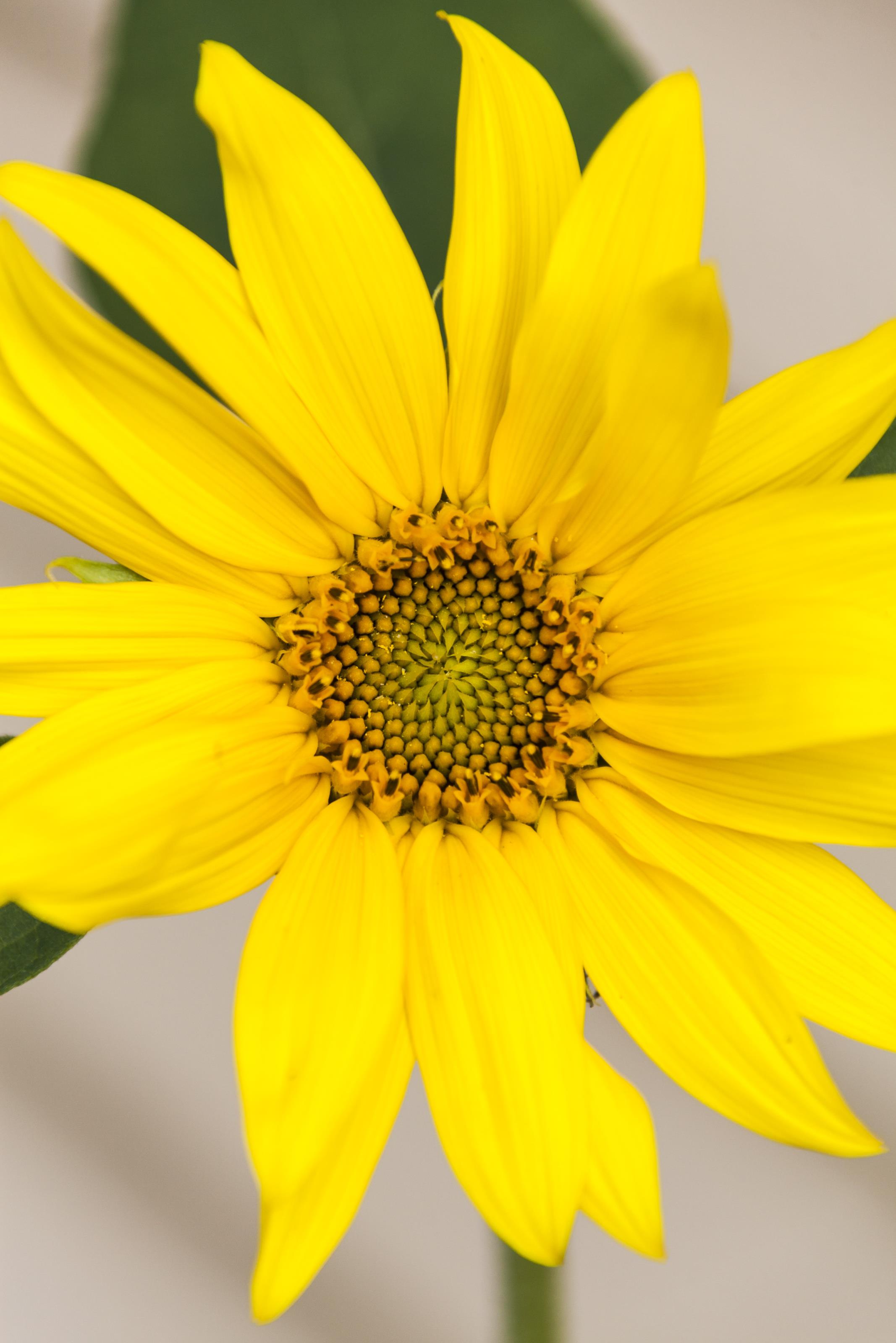 Gratis bilder på solros - Blommor