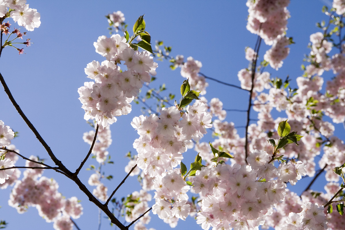 Gratis bilder på blommor i trädet. - Träd