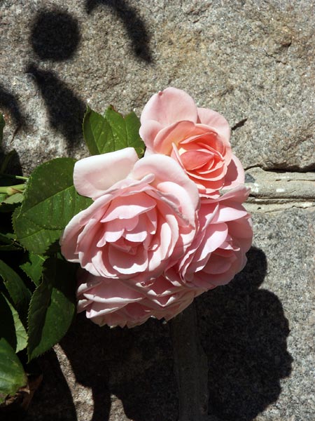 Gratis bilder på rosor - Blommor