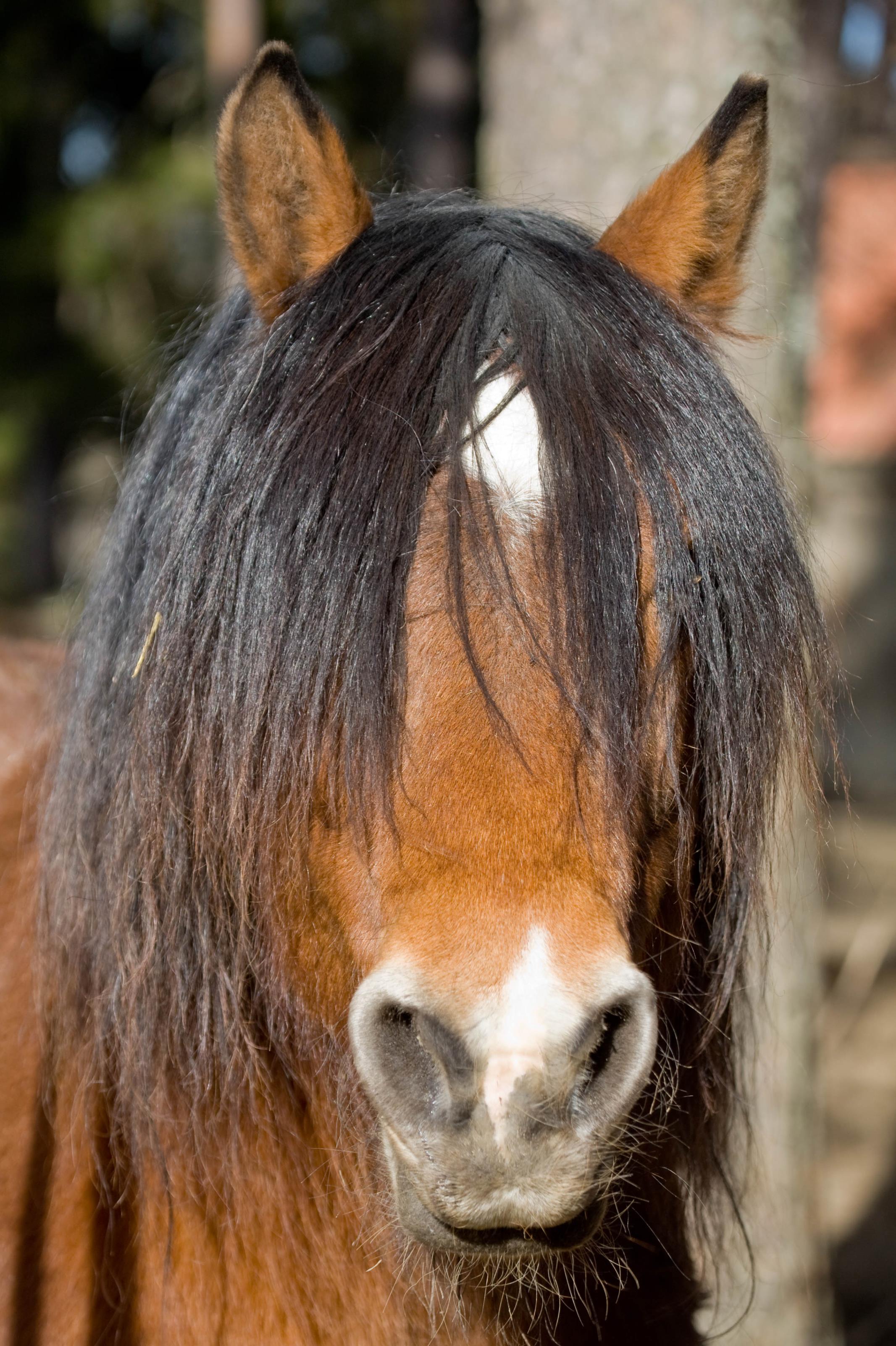 Gratis bilder på ardenner - Hästar