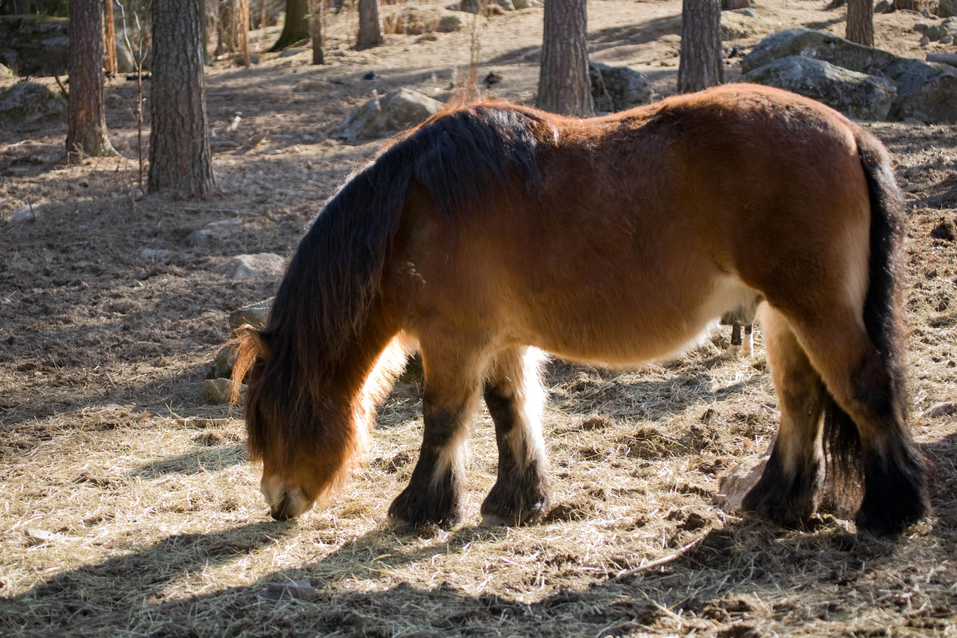 Gratis bilder på ardenner - Hästar