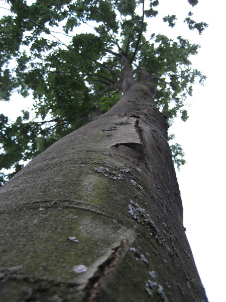 Gratis bilder på ett bokträd - Träd