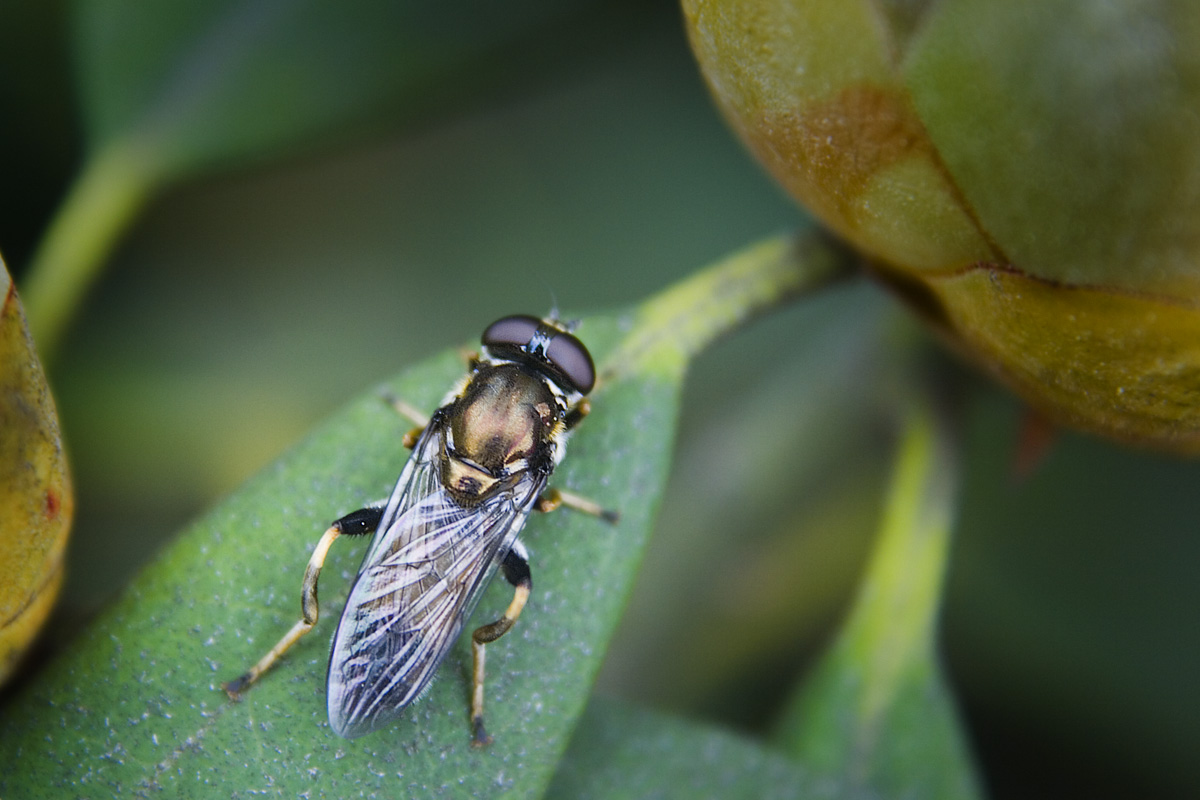 Gratis bilder på fluga - Insekter