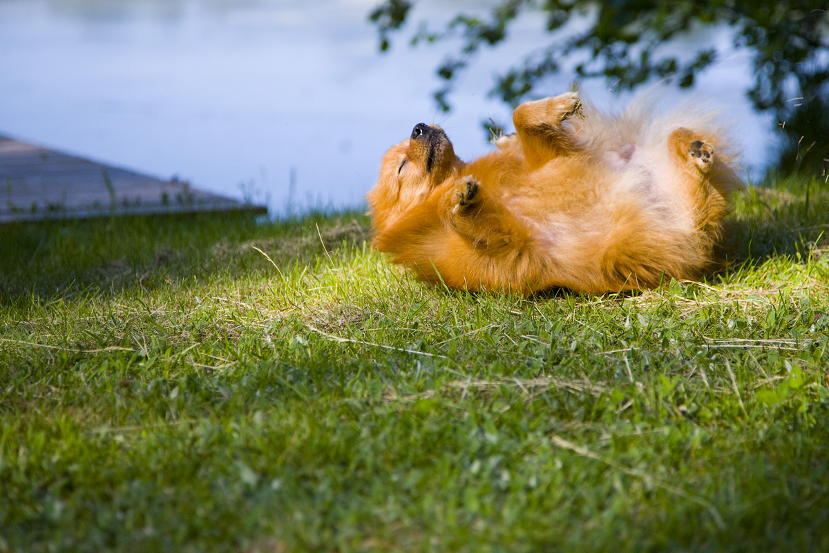 Gratis bilder på hund - Hundar