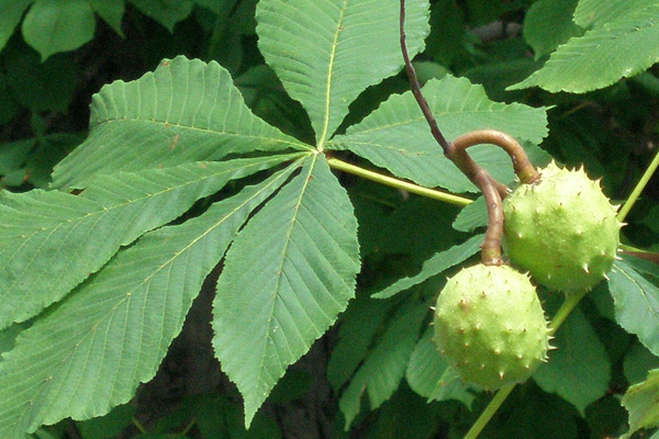 Gratis bilder på kastanj - Träd