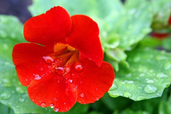 Gratis bilder på krasse - Blommor