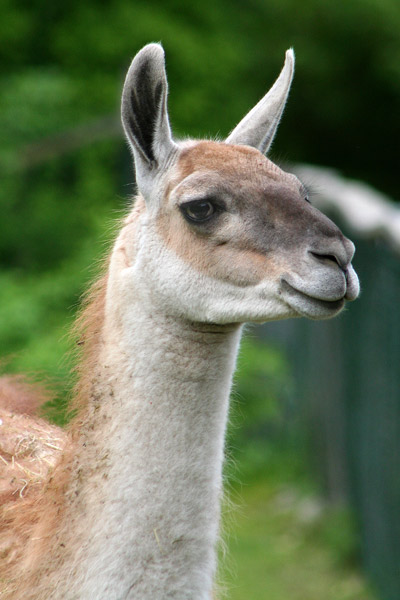 Gratis bilder på lama - Exotiska