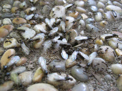 Gratis bilder på flygmyror - Insekter