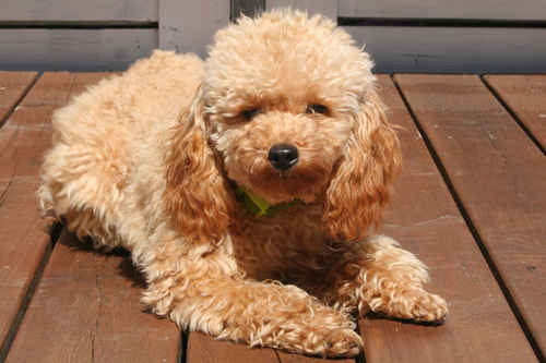 Gratis bilder på toypudel - Hundar