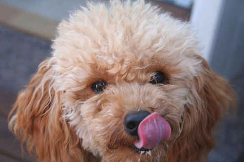 Gratis bilder på hund - Hundar