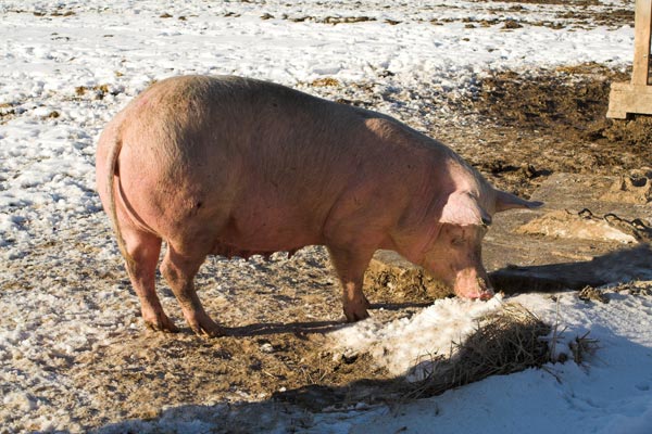 Gratis bilder på gris - Klövdjur