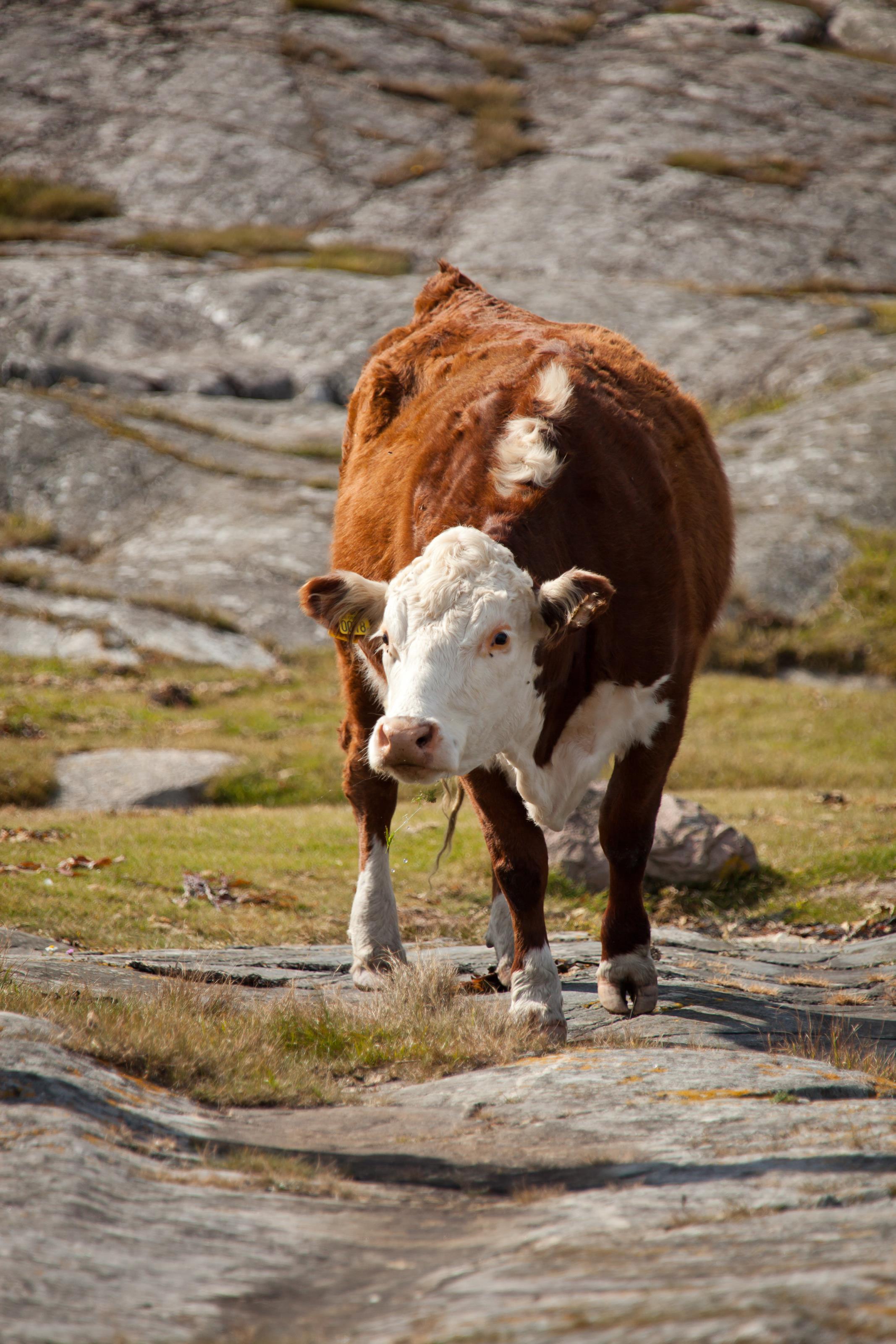Gratis bilder på en ko - Sommar