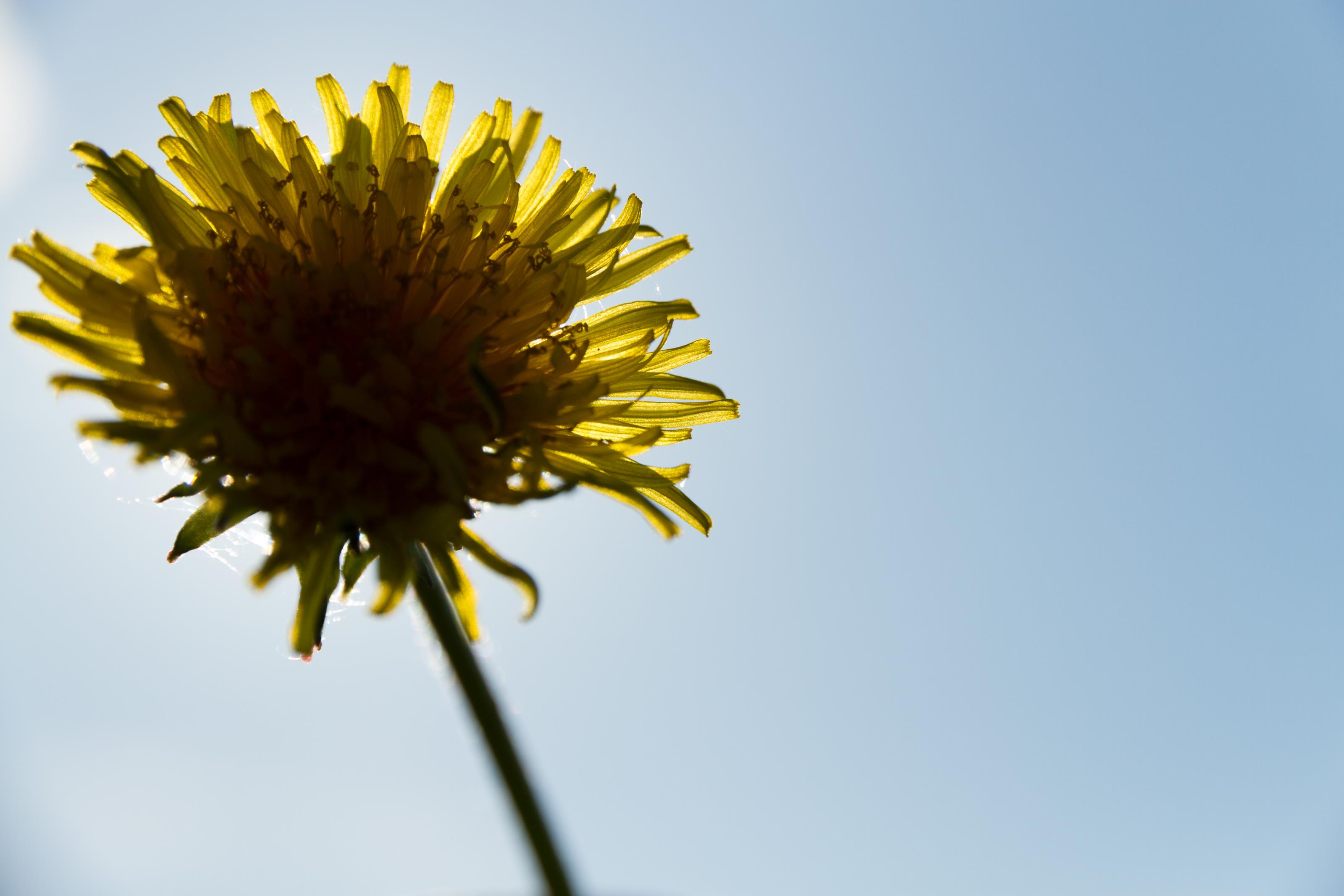 Gratis bilder på maskros - Sommar